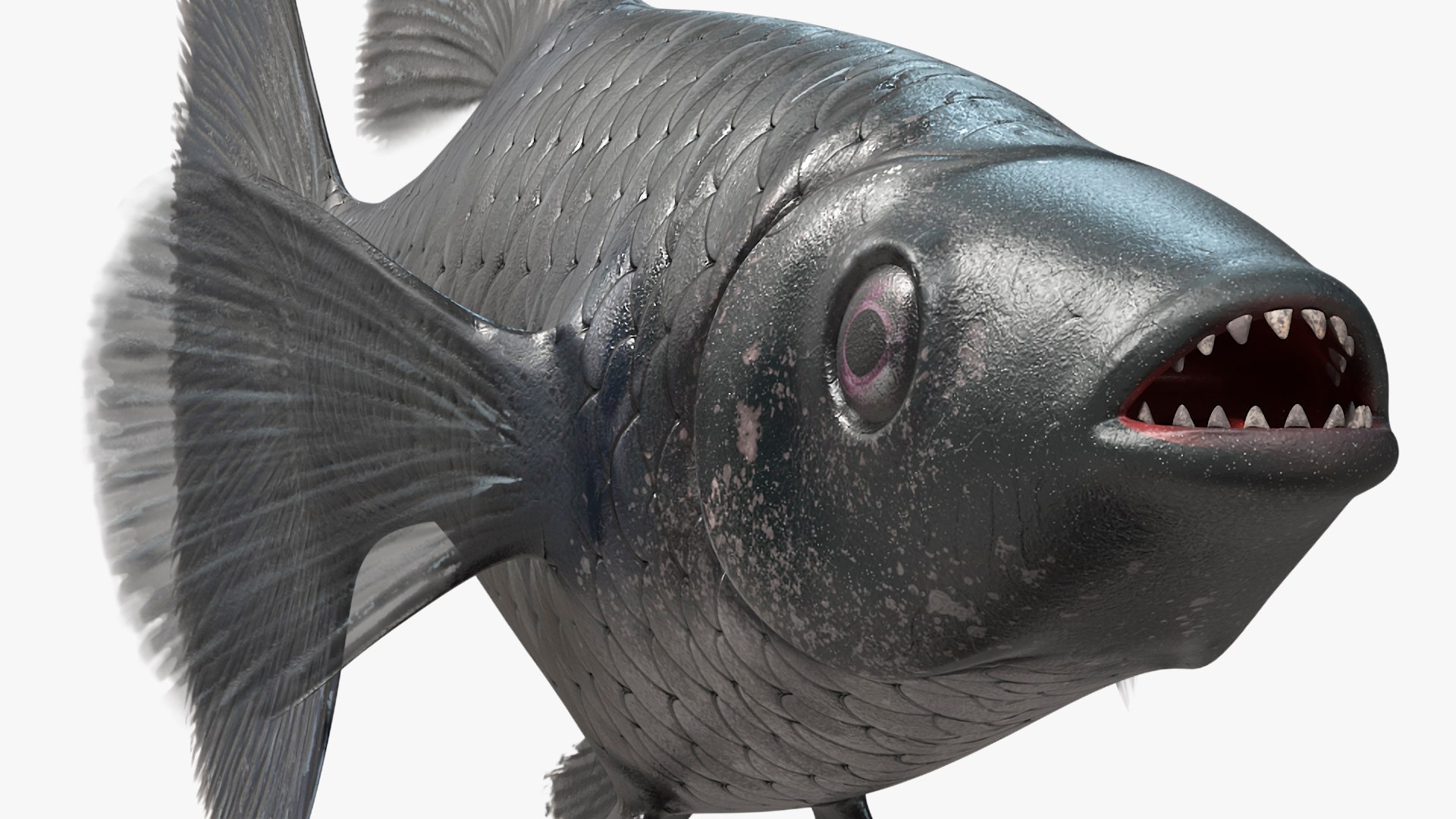 Guppy Fish Black Prince 3D - TurboSquid 2269972