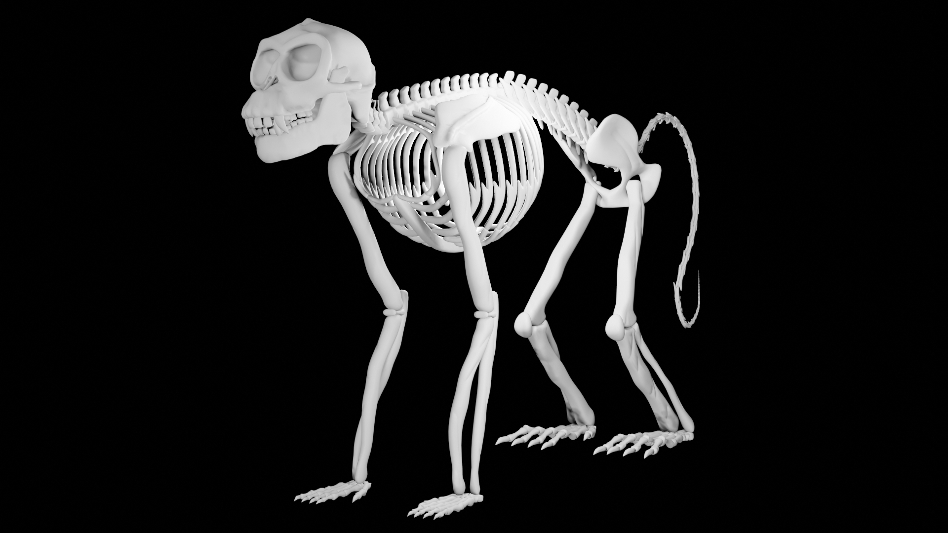 Macaco Esqueleto Modelo 3D - TurboSquid 1837099