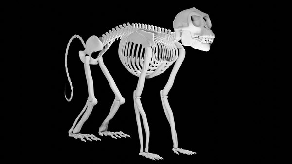 3D Monkey Skeleton model - TurboSquid 1837099