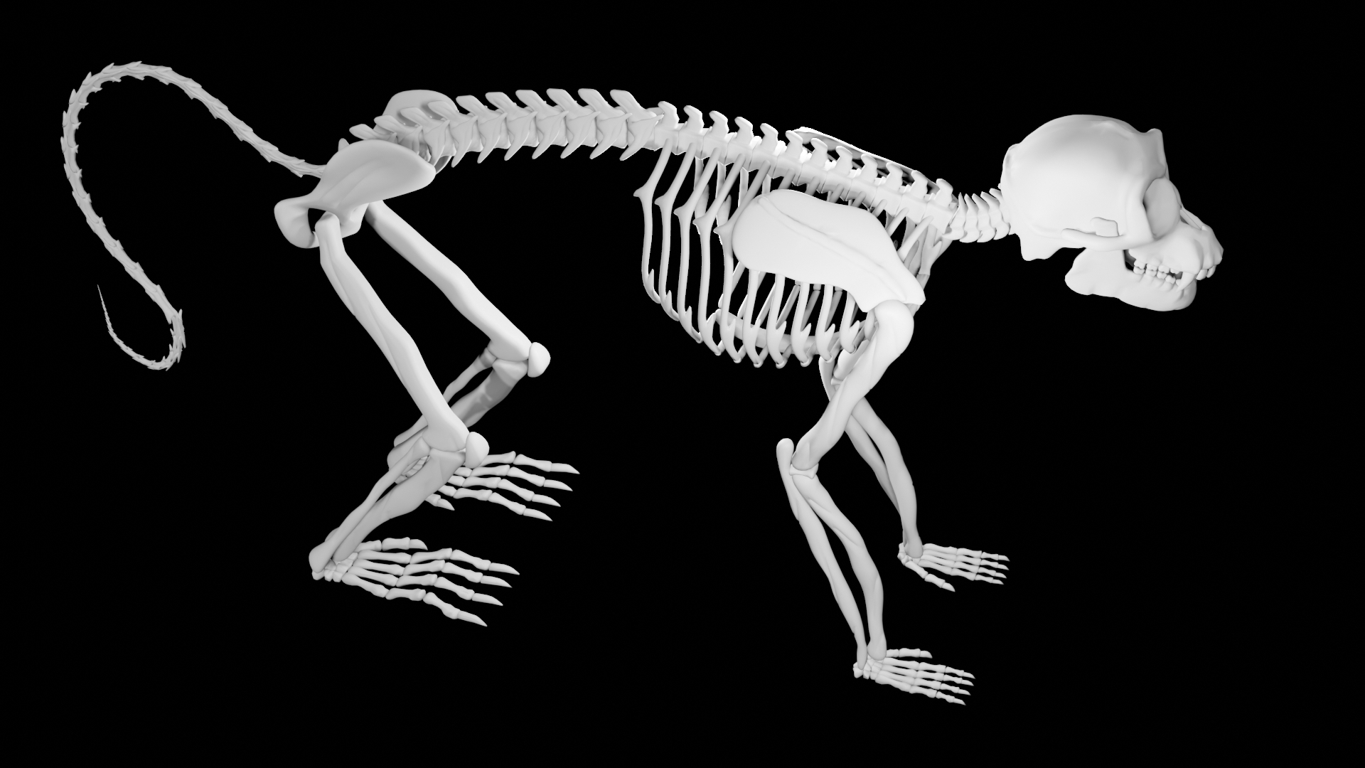 Macaco Esqueleto Modelo 3D - TurboSquid 1837099