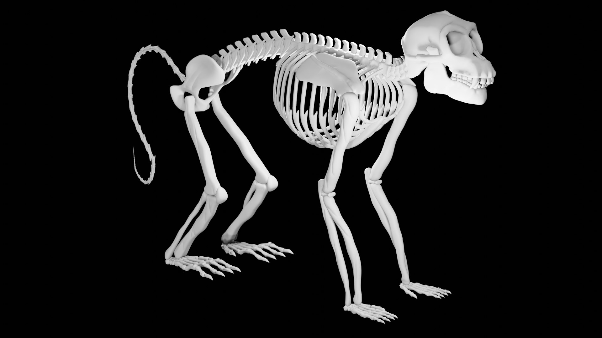 3D Monkey Skeleton Model - TurboSquid 1837099