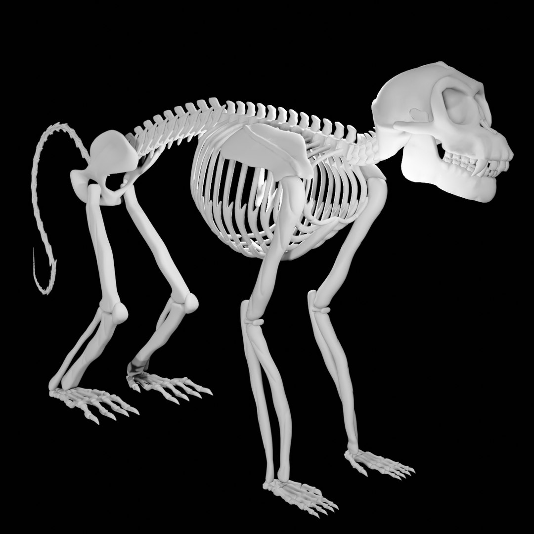 3D Monkey Skeleton model - TurboSquid 1837099