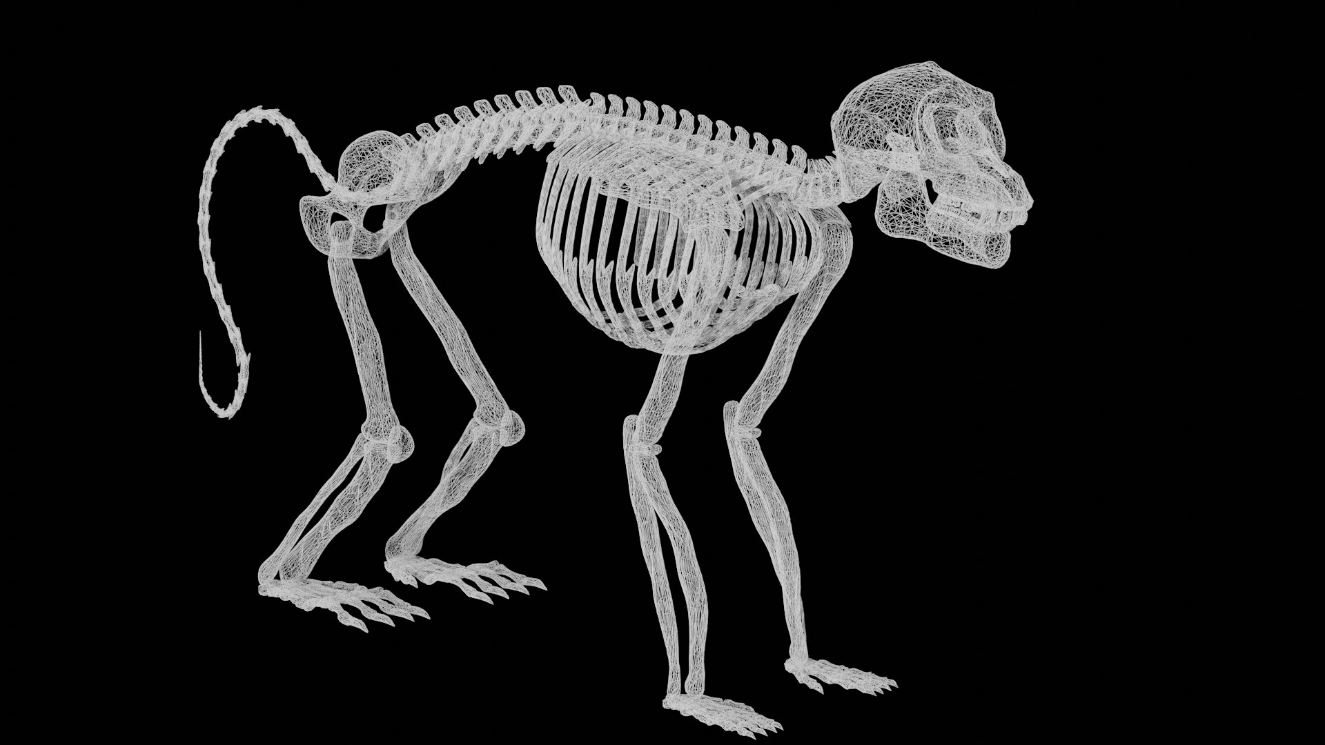 3D Monkey Skeleton Model - TurboSquid 1837099