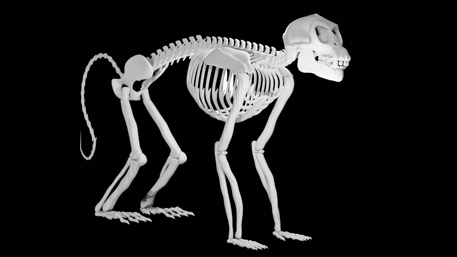 3D Monkey Skeleton model - TurboSquid 1837099