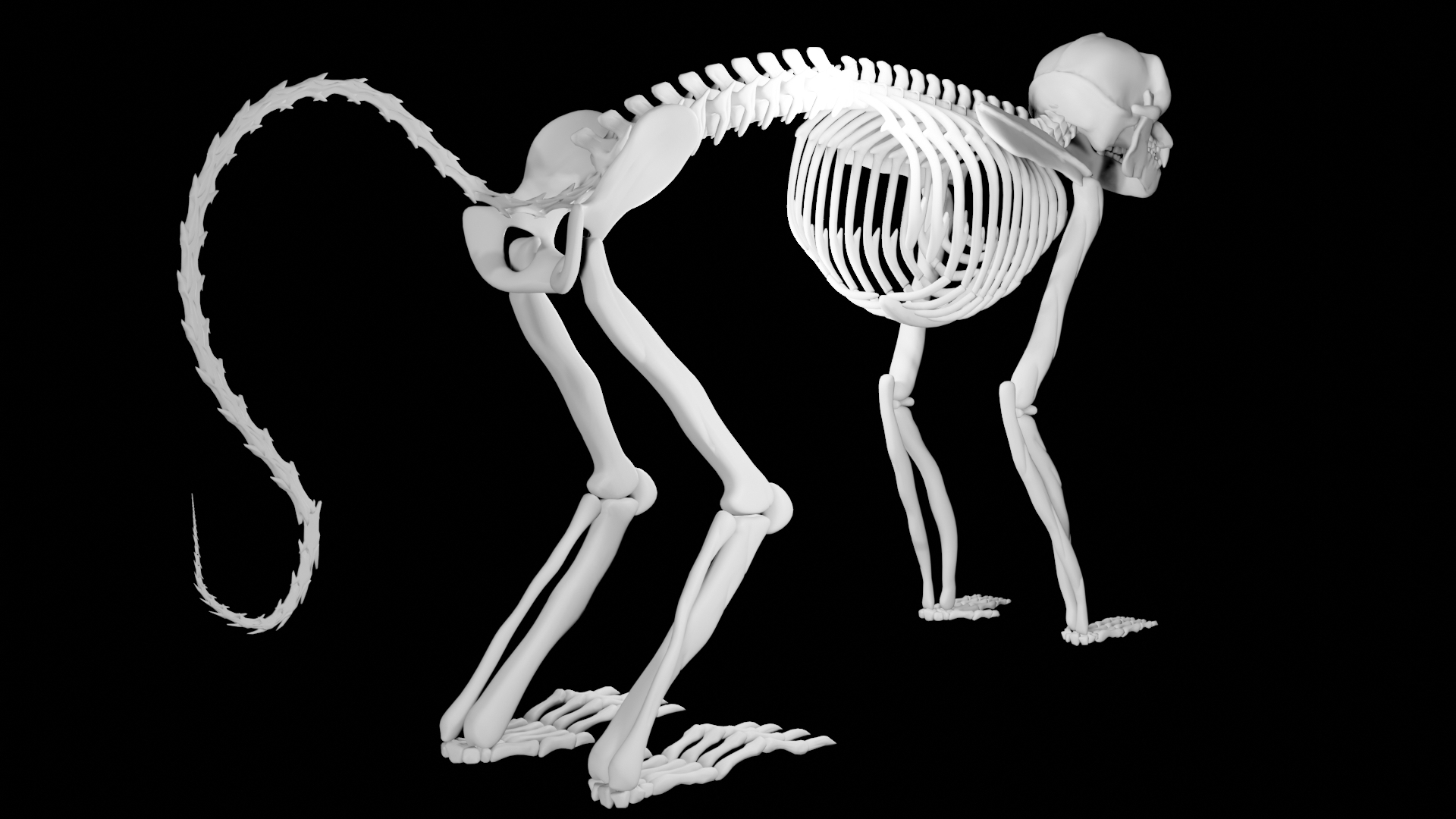 Macaco Esqueleto Modelo 3D - TurboSquid 1837099