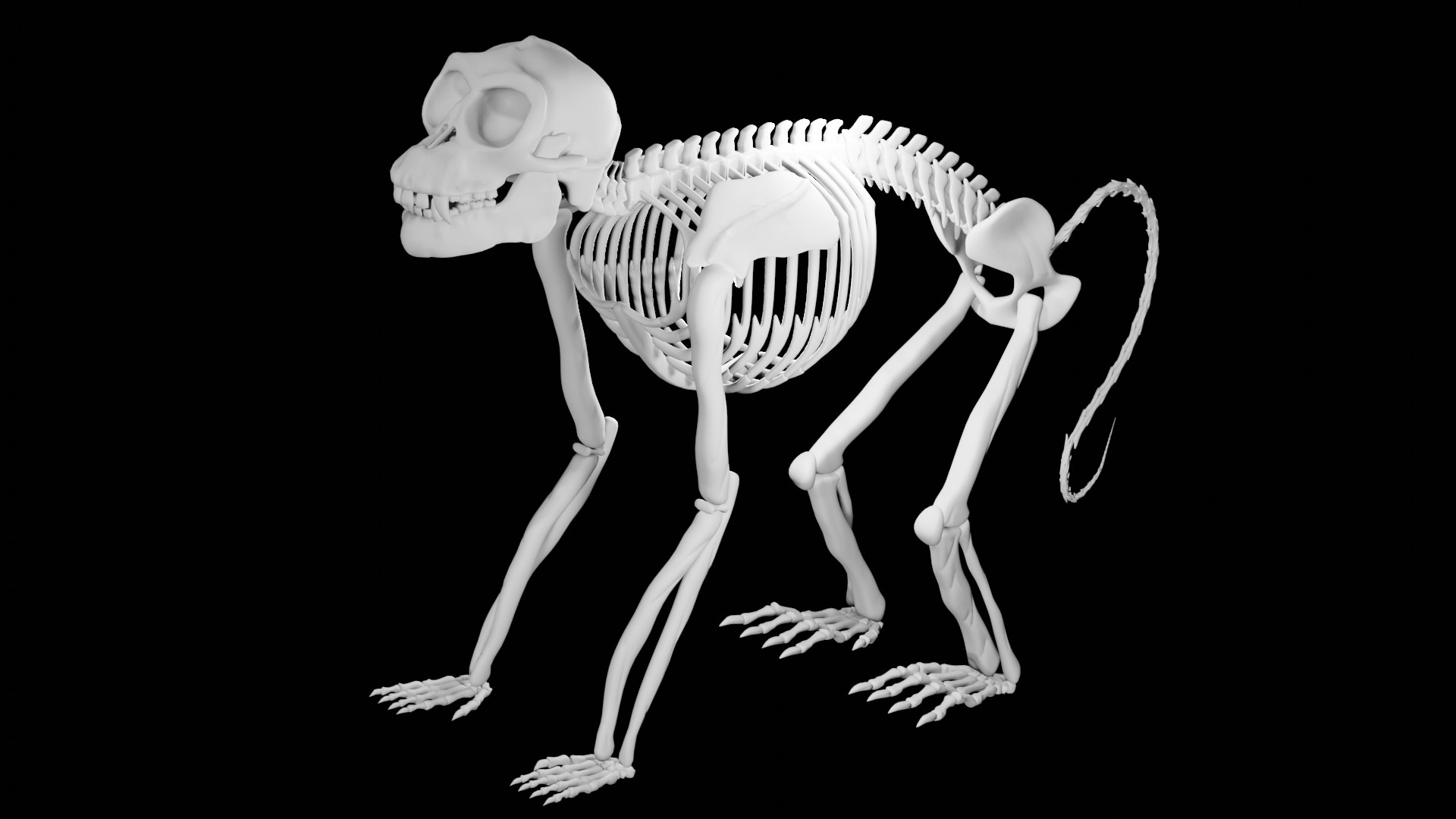 3D Monkey Skeleton Model - TurboSquid 1837099