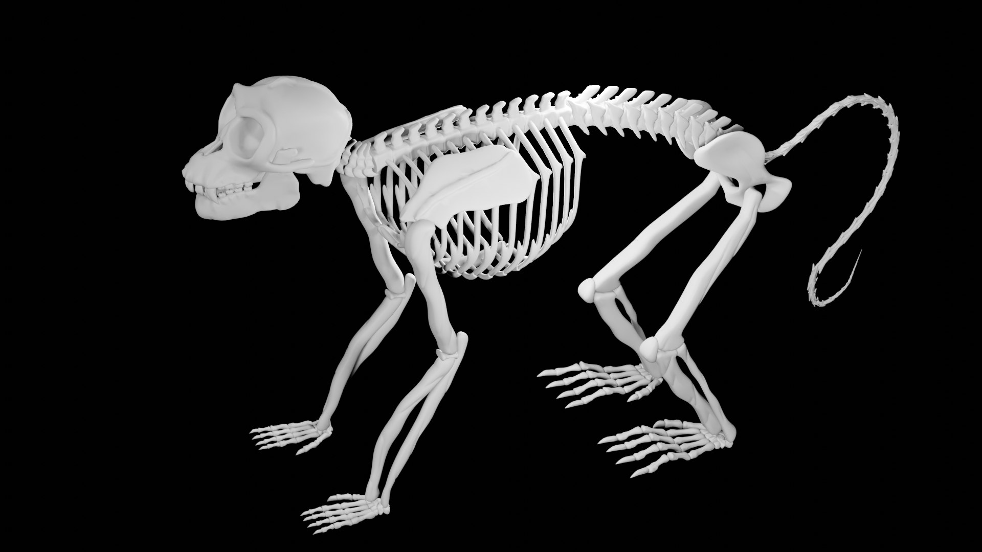 3D Monkey Skeleton Model - TurboSquid 1837099