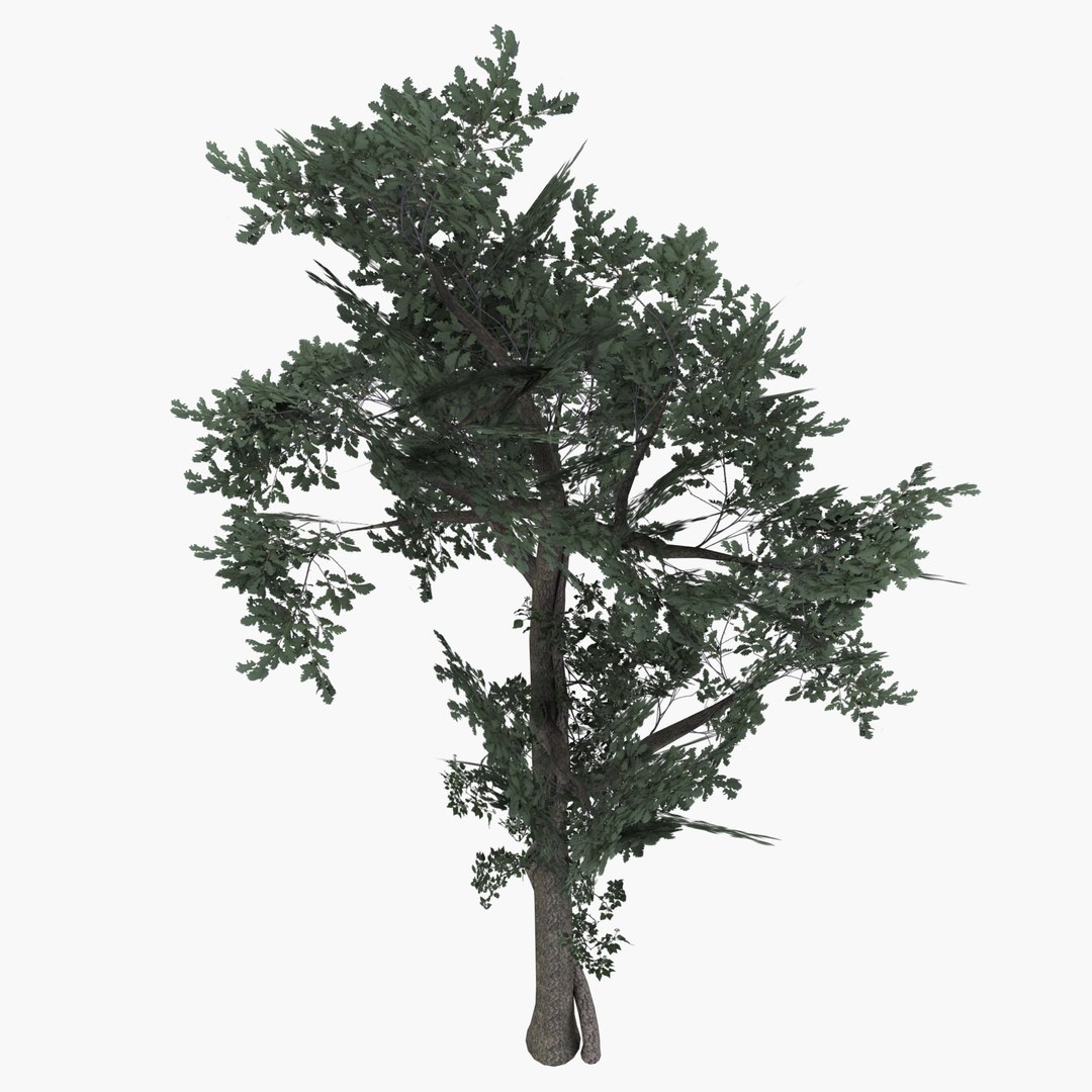 Oak Tree 3D Model - TurboSquid 1926989