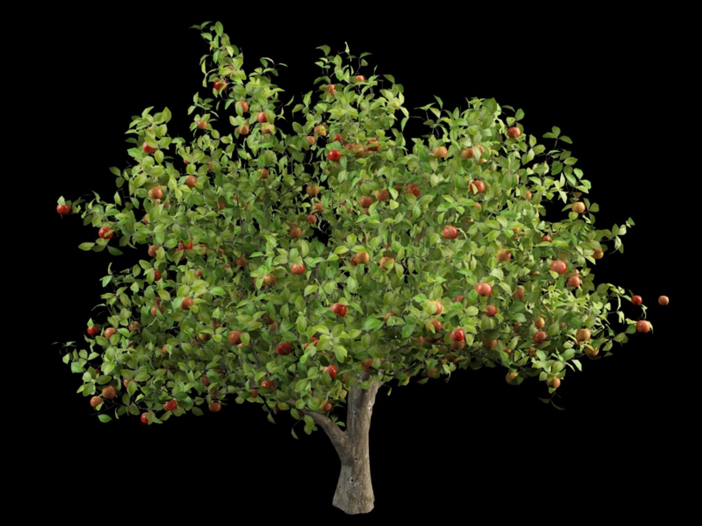 3d Apple Tree