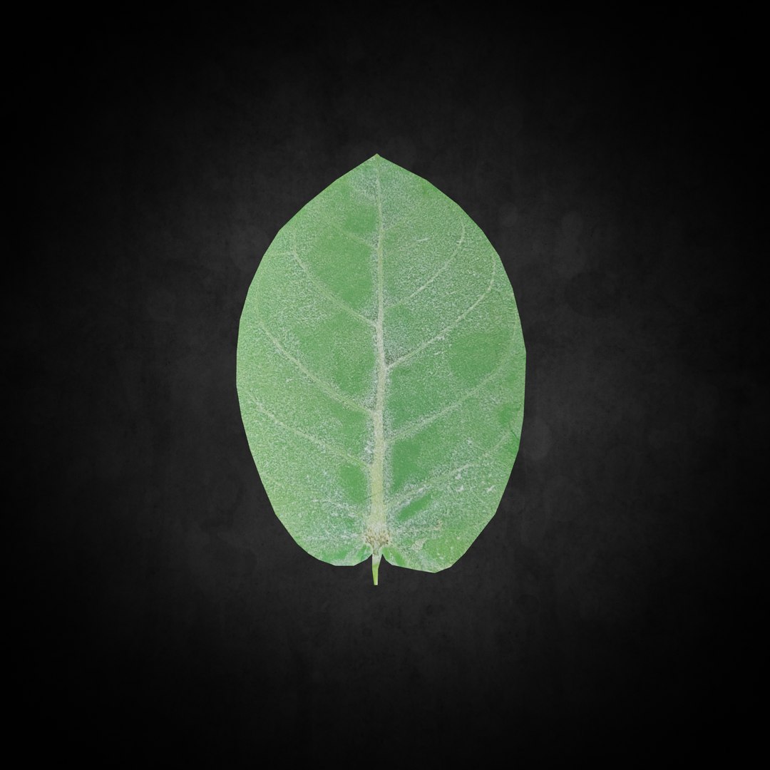 3D Low Poly Leaf 064 Model - TurboSquid 1852446