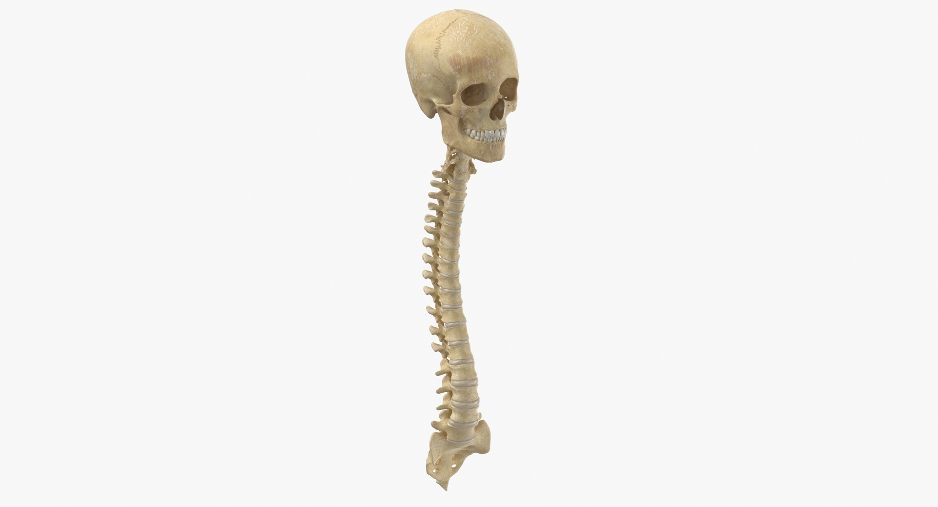 Human spine bones skull 3D model - TurboSquid 1657085