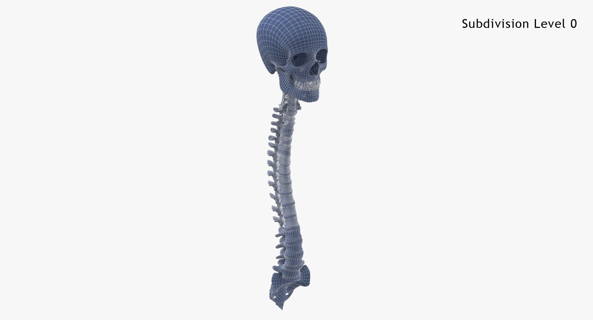 Human spine bones skull 3D model - TurboSquid 1657085