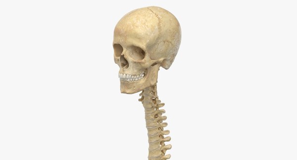 Human spine bones skull 3D model - TurboSquid 1657085