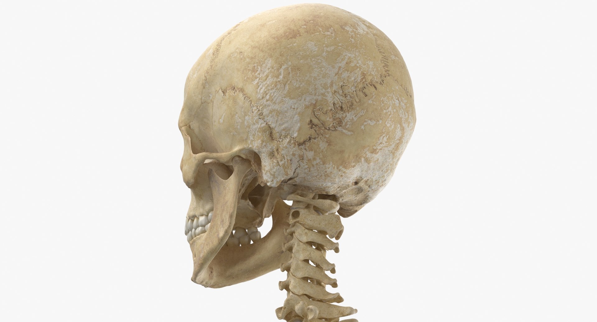 Human spine bones skull 3D model - TurboSquid 1657085