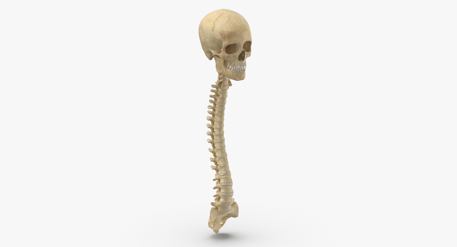Human Spine Bones Skull 3D Model - TurboSquid 1657085