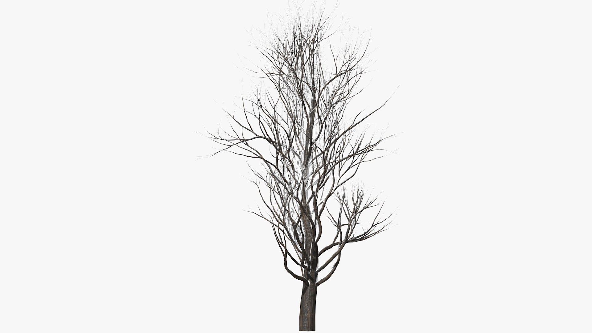 3D model Winter tree - TurboSquid 1836976