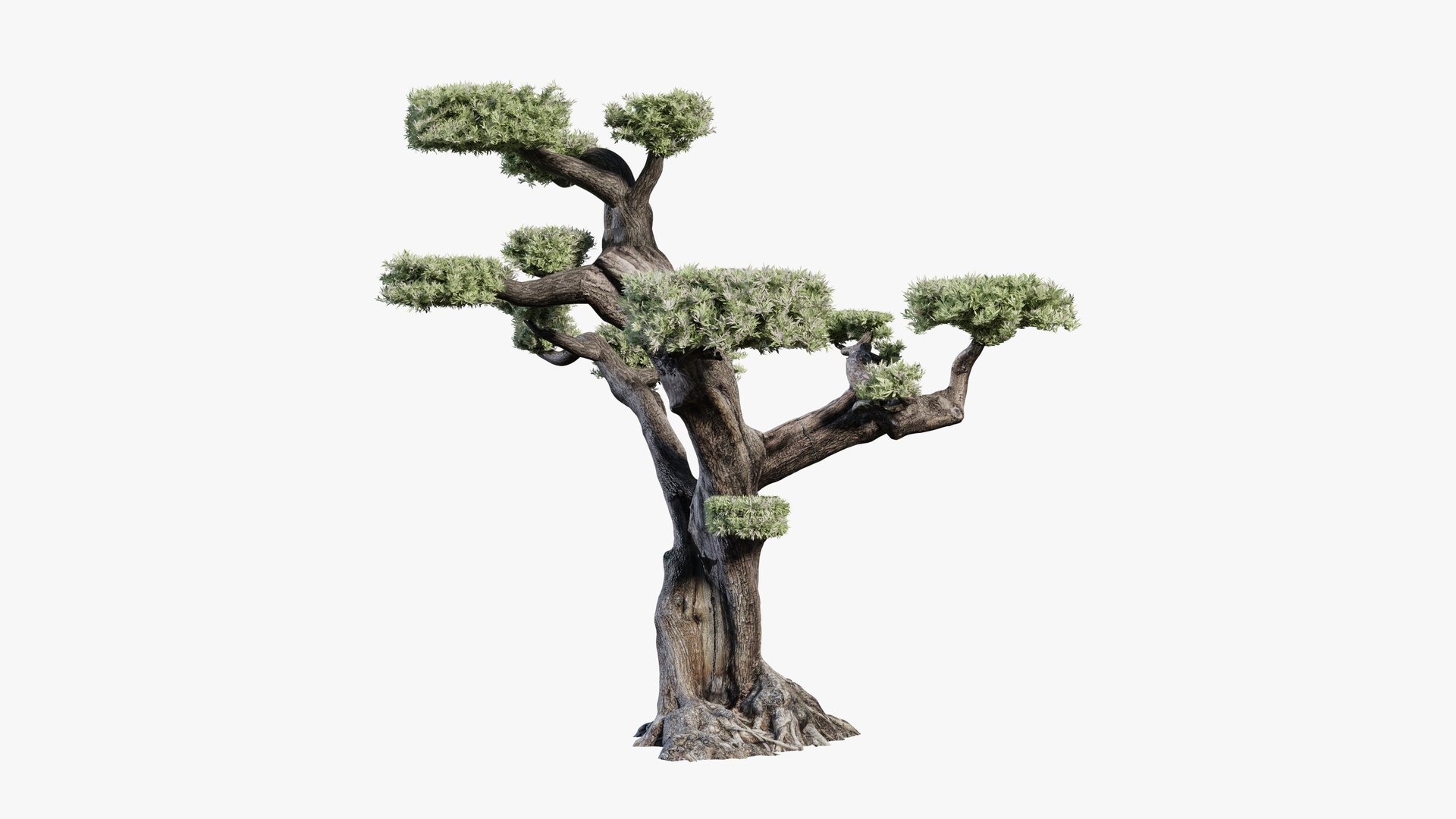 3D Mediterranean Olive Tree - TurboSquid 2194154