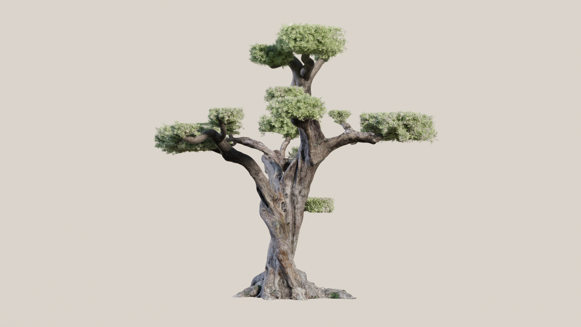 3D Mediterranean Olive Tree - TurboSquid 2194154