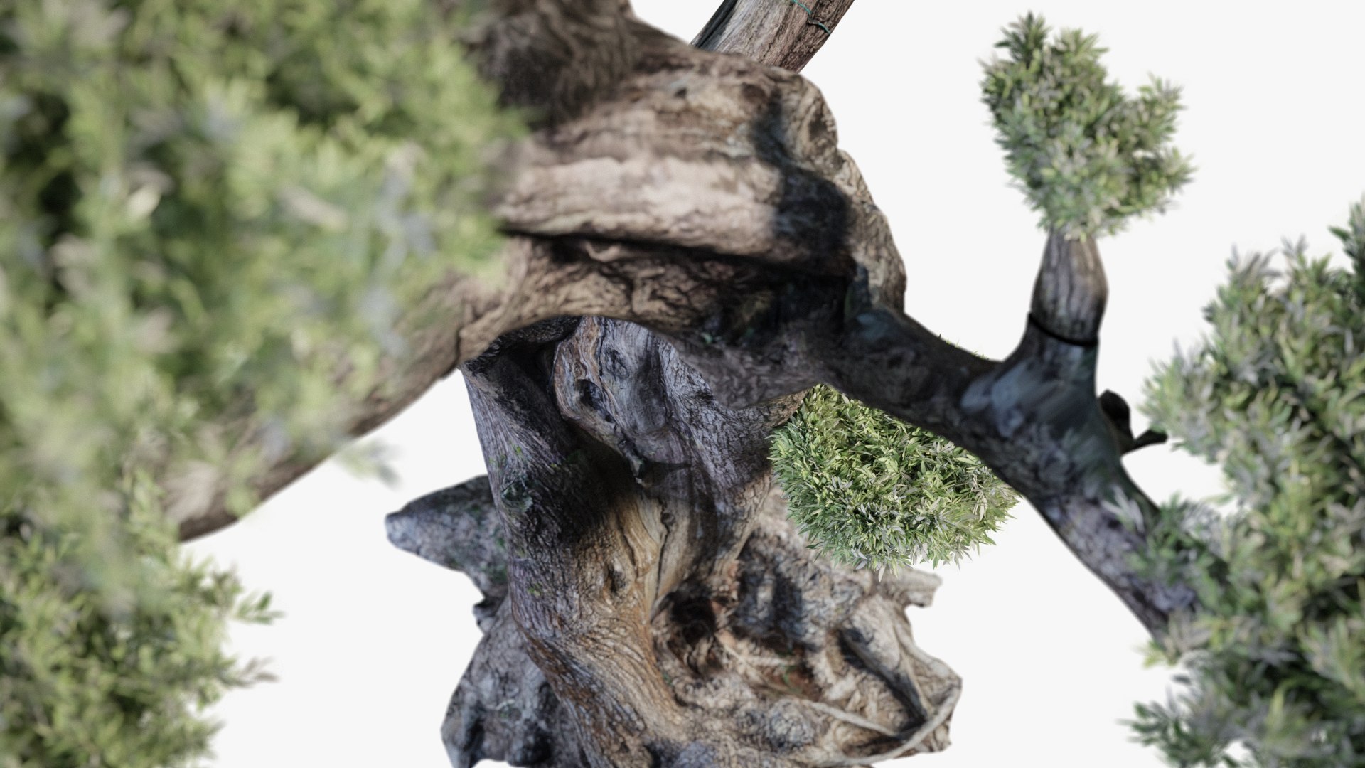3D Mediterranean Olive Tree - TurboSquid 2194154