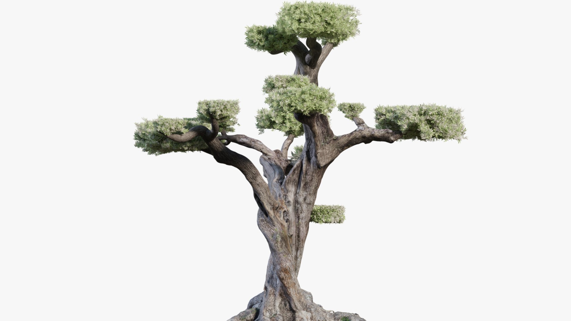 3D Mediterranean Olive Tree - TurboSquid 2194154
