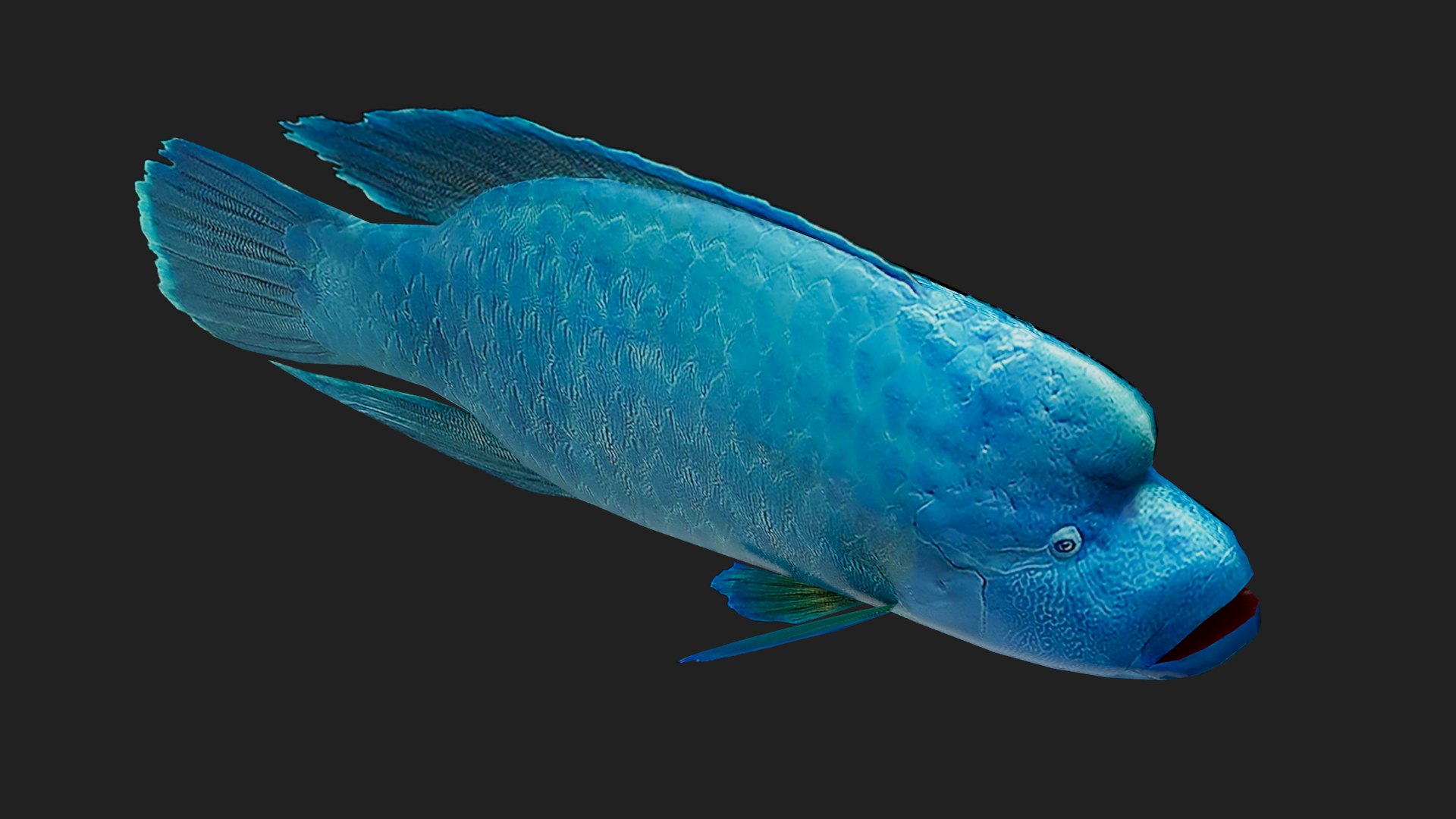 Wrasse 3D - TurboSquid 2122905