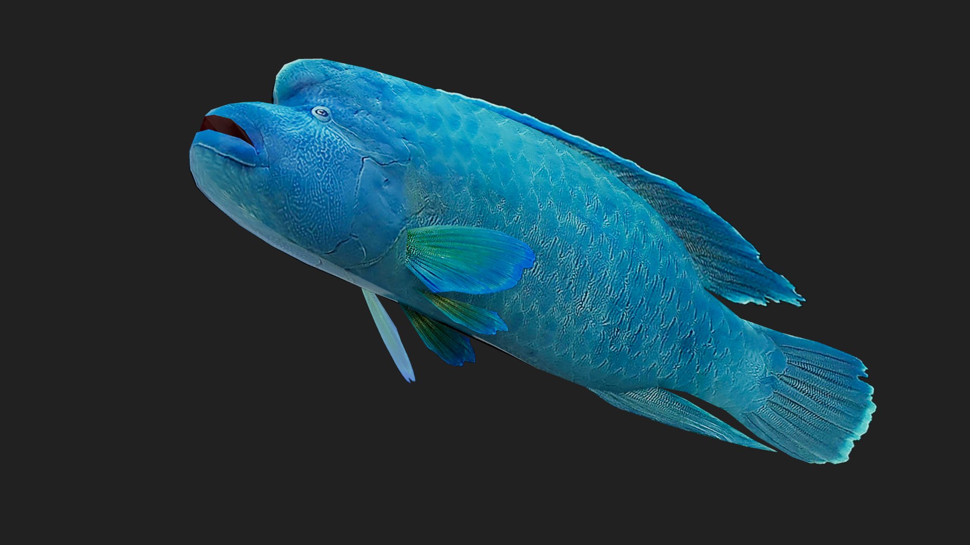Wrasse 3D - TurboSquid 2122905