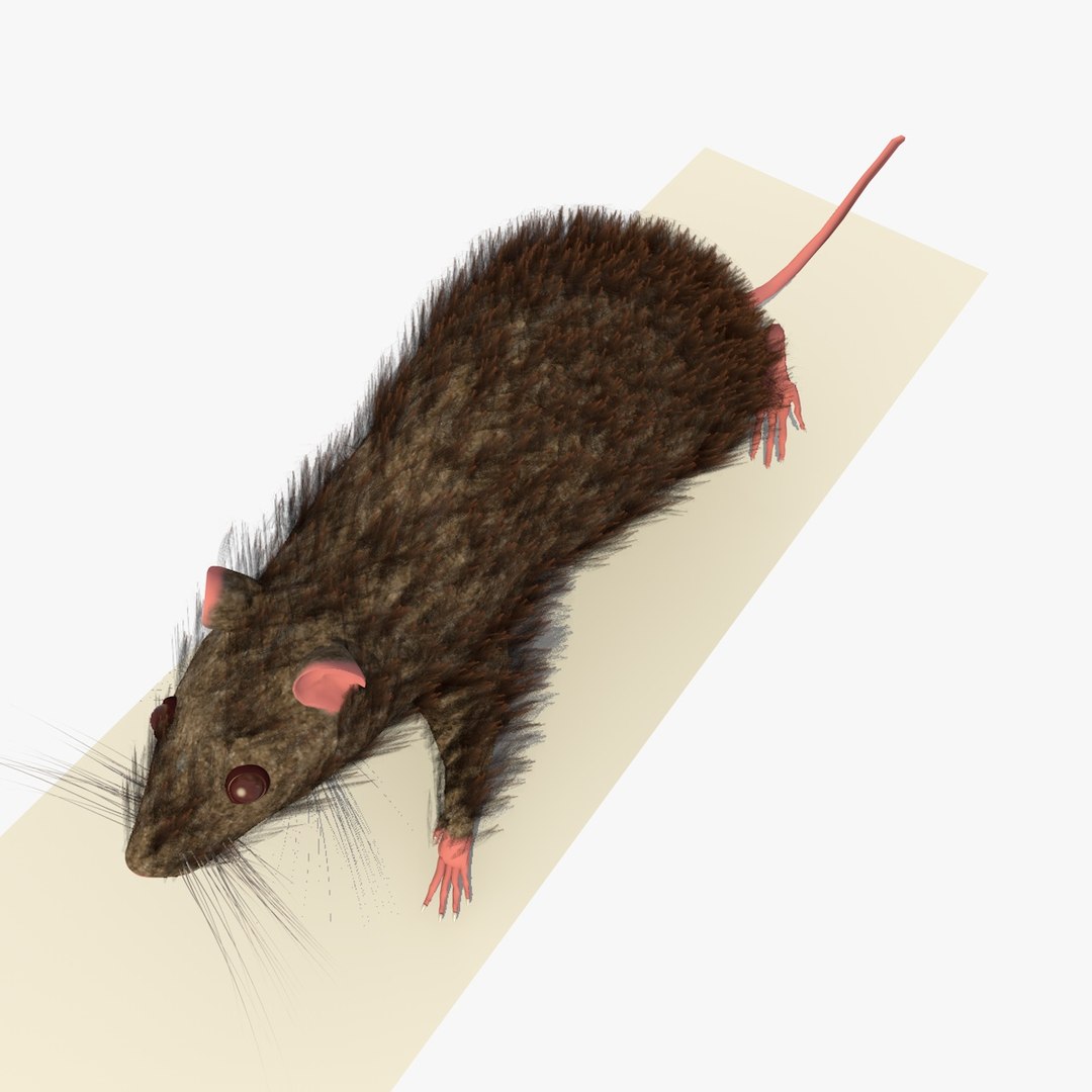 3d Brown Mouse Rat Walking Model