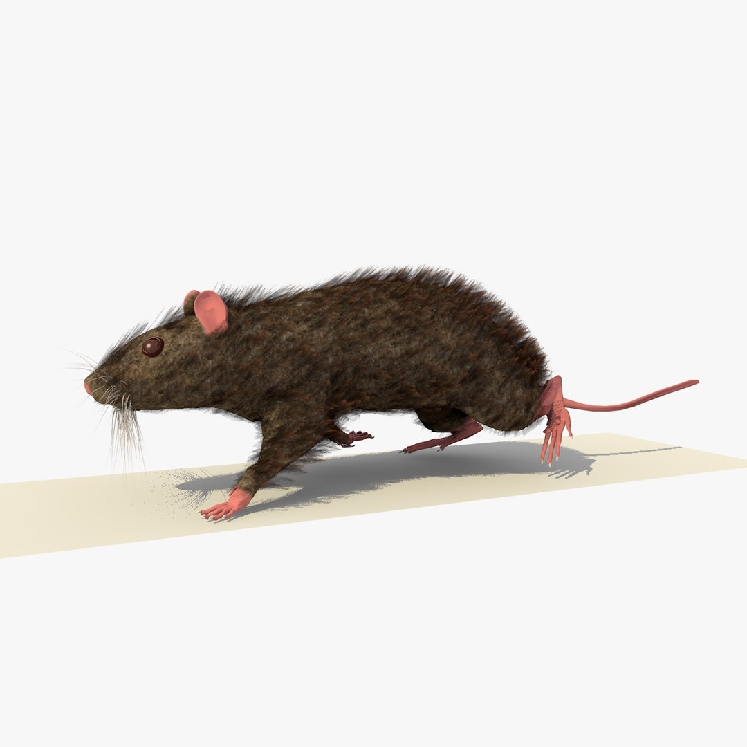 3d Brown Mouse Rat Walking Model