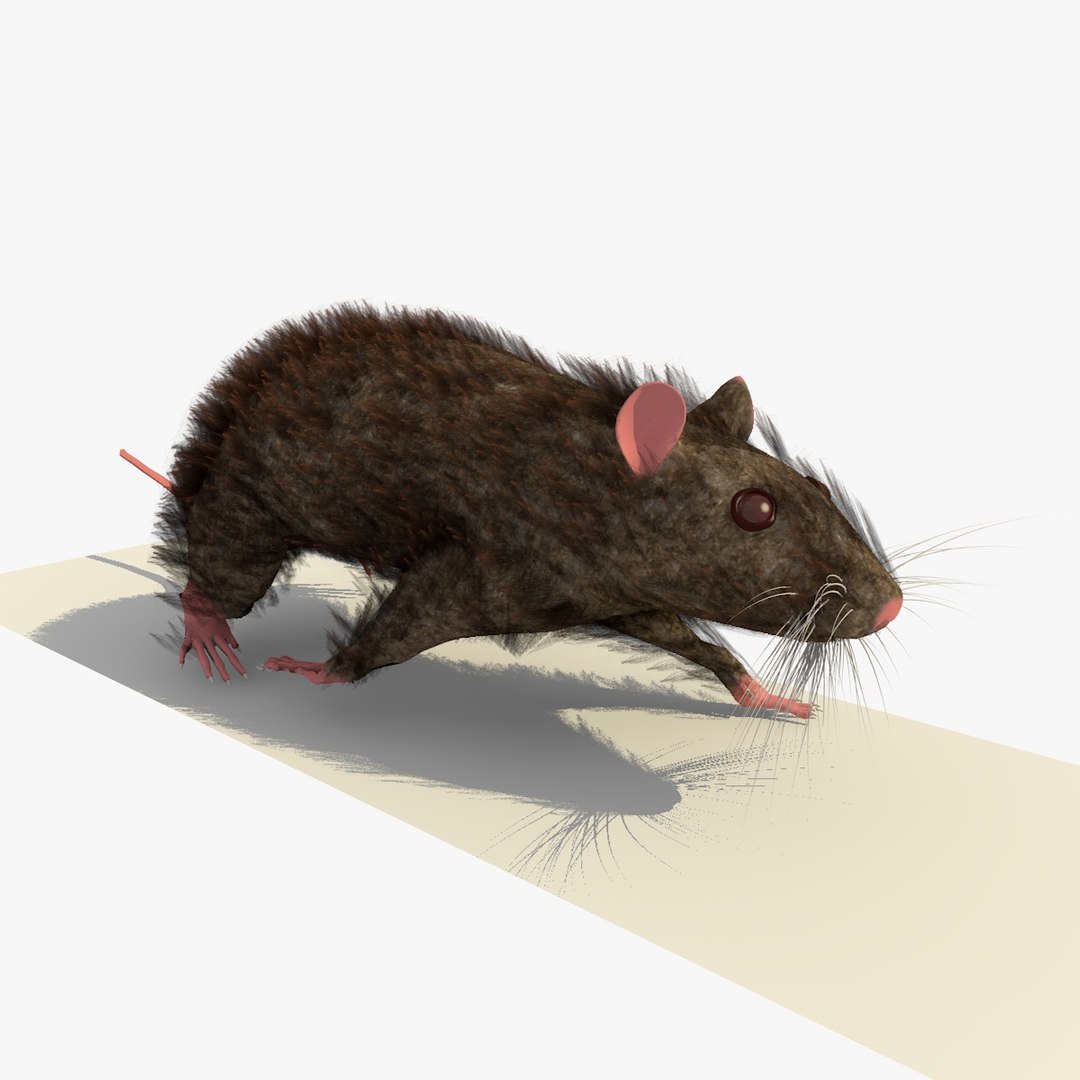 3d Brown Mouse Rat Walking Model