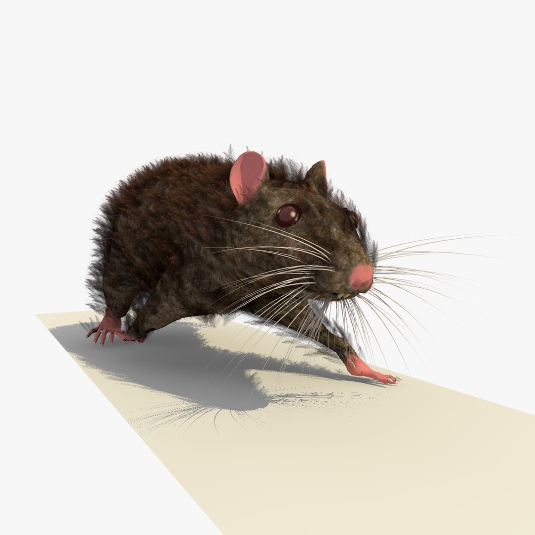 3d Brown Mouse Rat Walking Model
