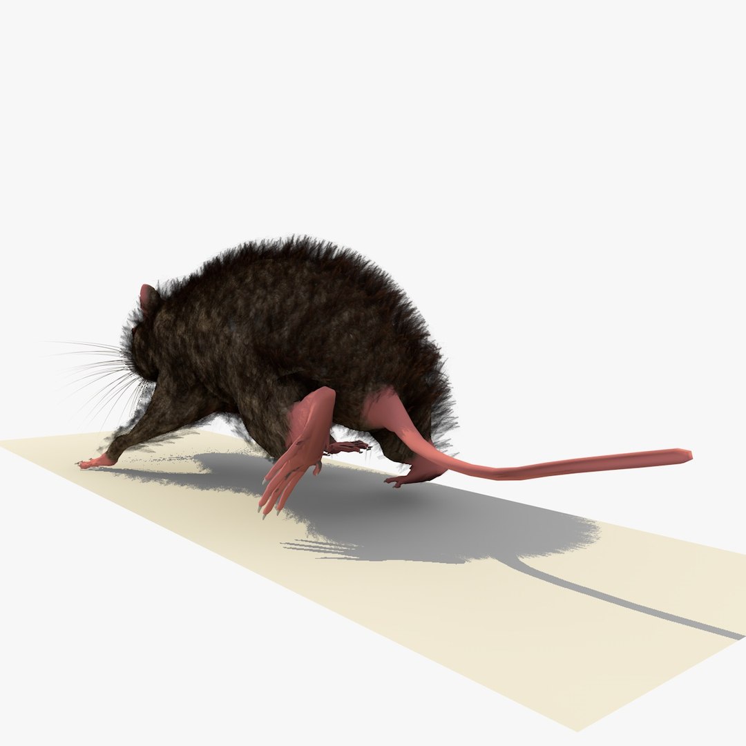 3d Brown Mouse Rat Walking Model