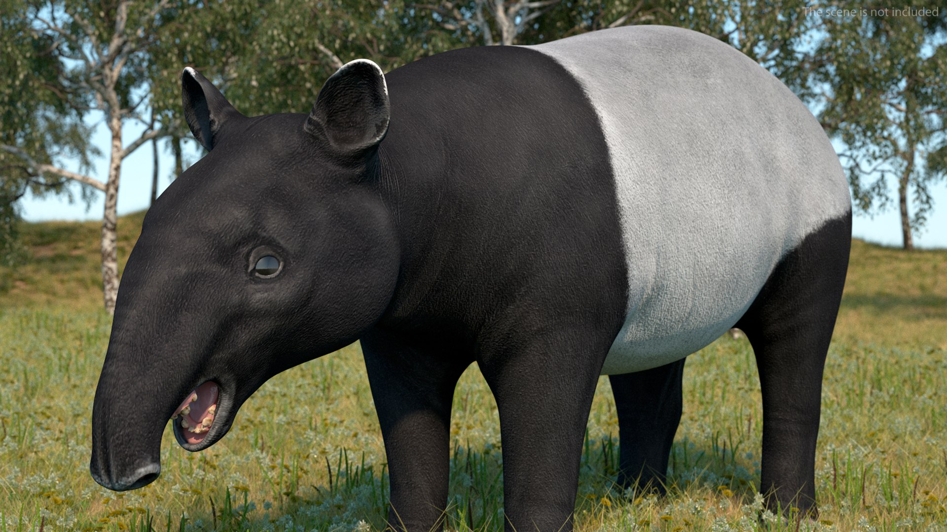 Tapir Rigged for Modo model - TurboSquid 1944913