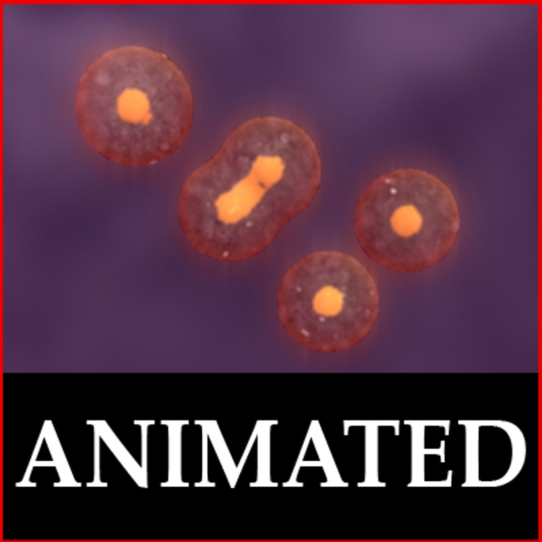 Cell Duplication 3d Model