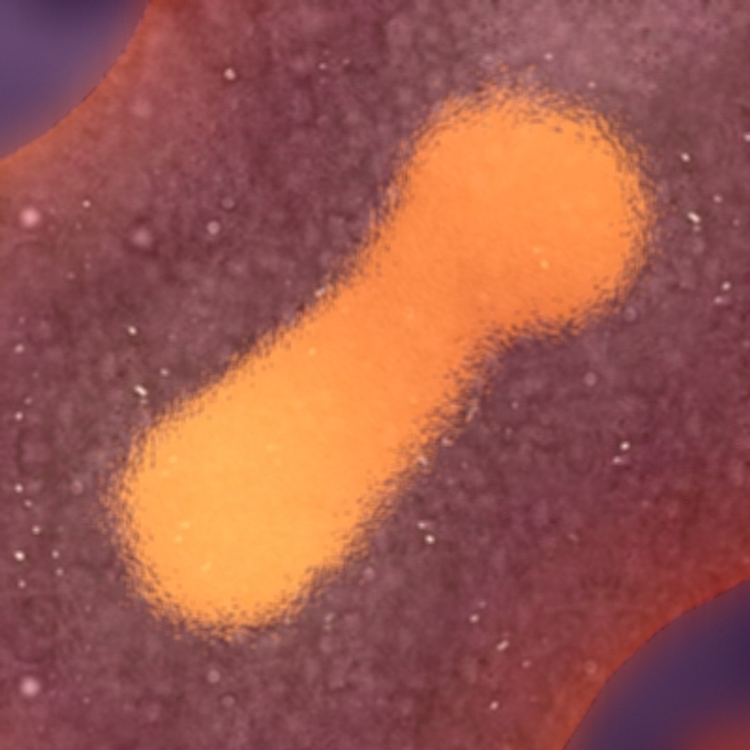 Cell Duplication 3d Model