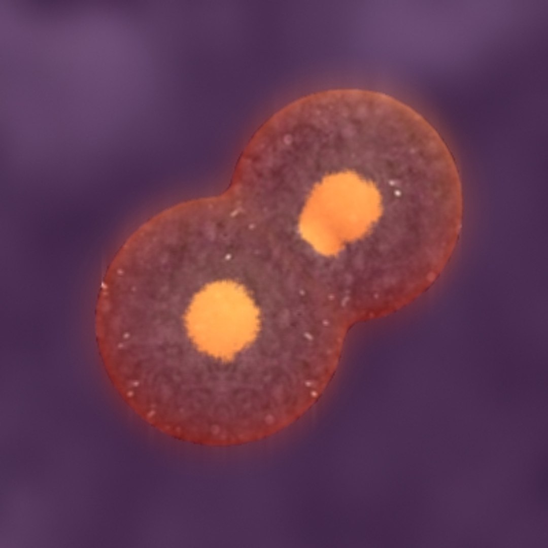 Cell Duplication 3d Model