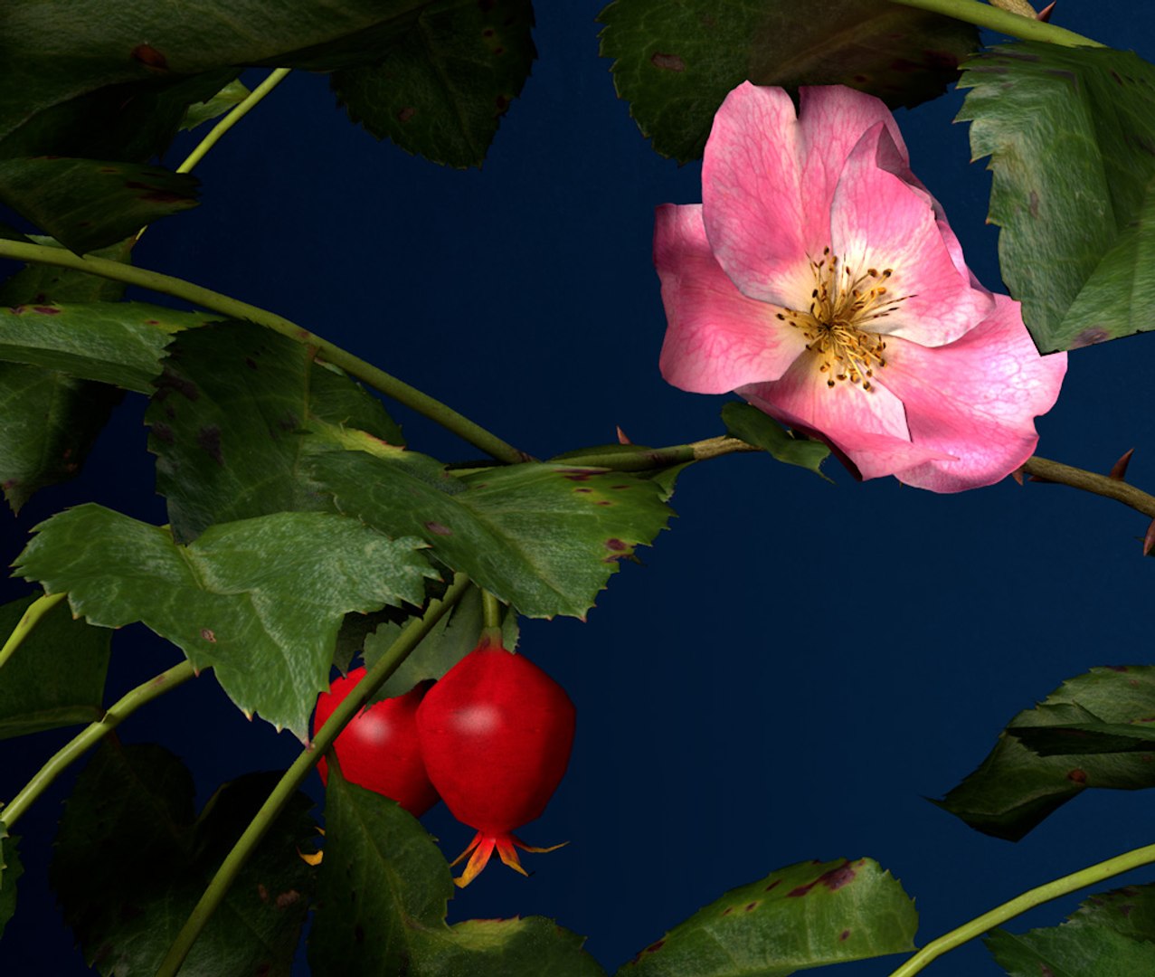 Obj Dog Rose