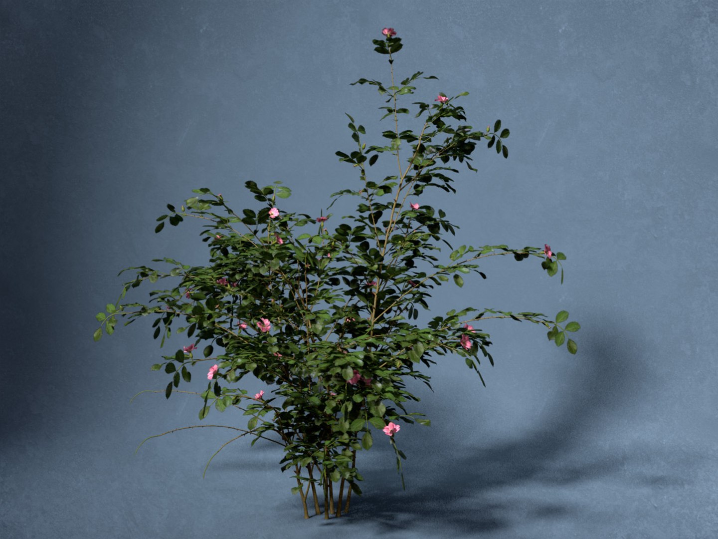 Obj Dog Rose