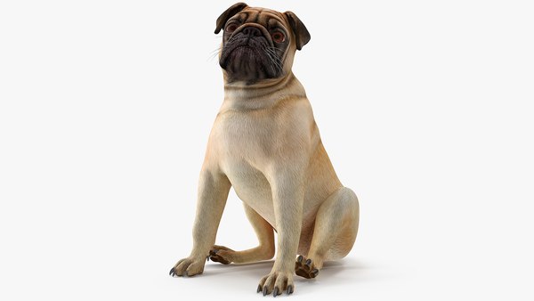 modelo 3d Postura de perro pug sentado - TurboSquid 1681731