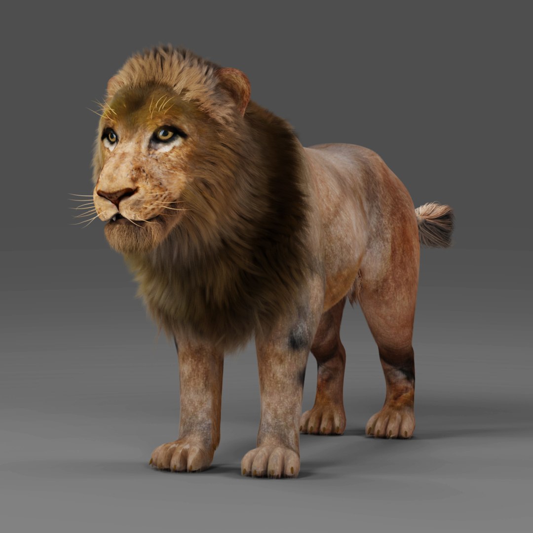 Fur Lion NO Rigged In Blender Model - TurboSquid 2025591