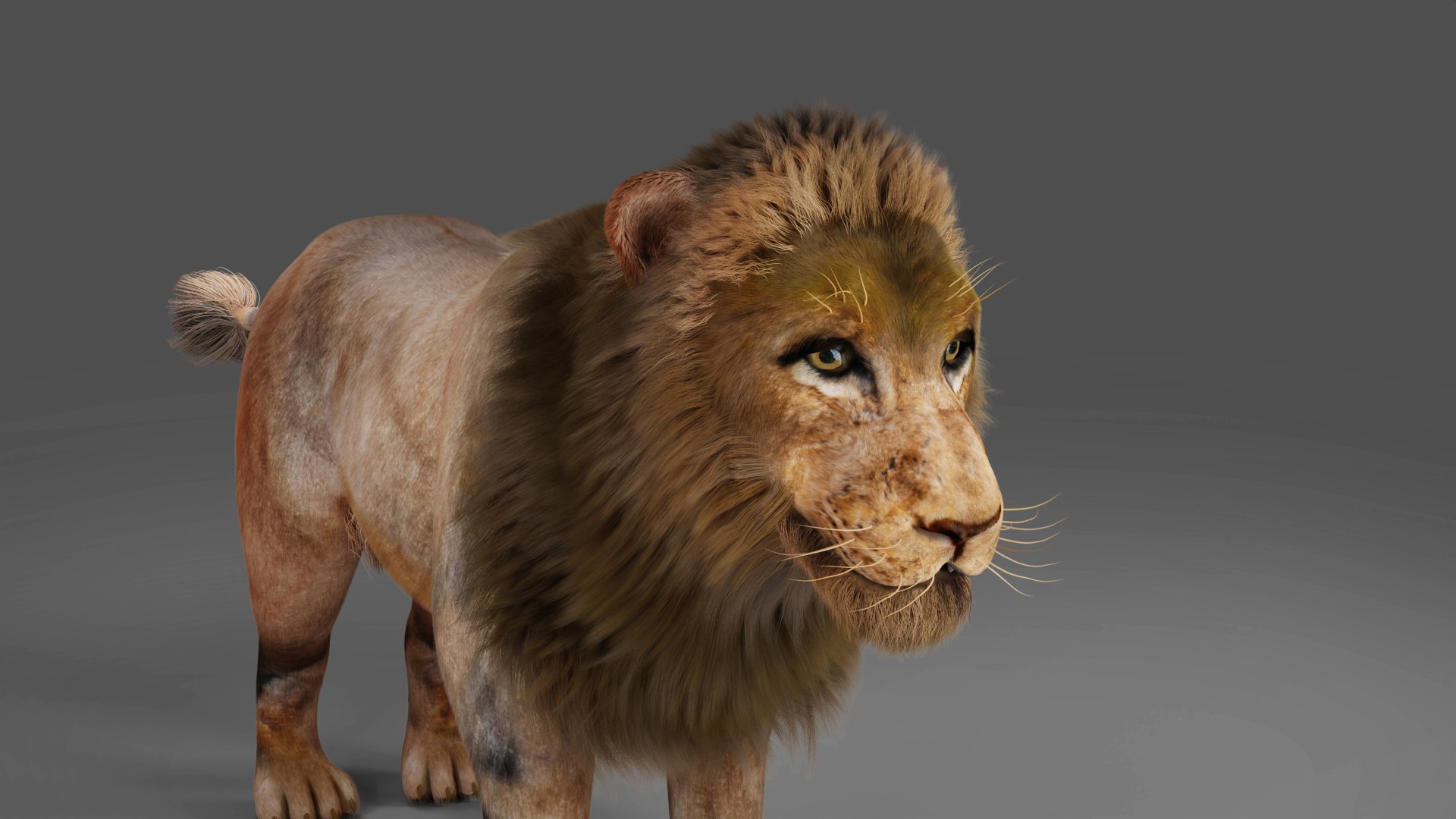 Fur Lion NO Rigged In Blender Model - TurboSquid 2025591