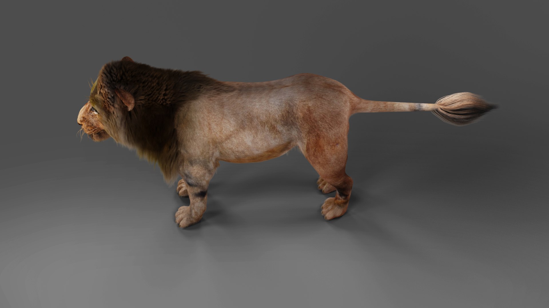 Fur Lion NO Rigged In Blender Model - TurboSquid 2025591