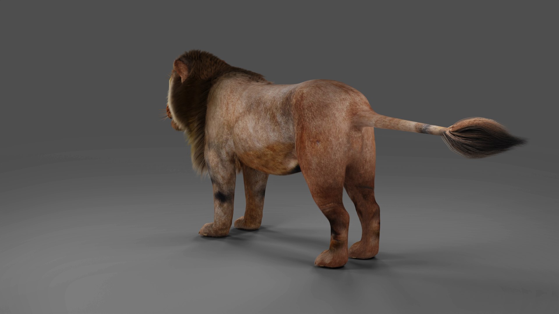 Fur Lion NO Rigged In Blender Model - TurboSquid 2025591