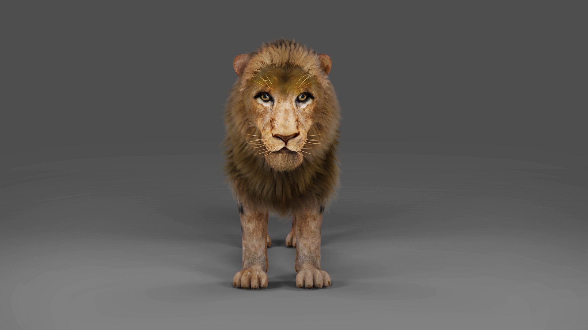 Fur Lion NO Rigged In Blender Model - TurboSquid 2025591