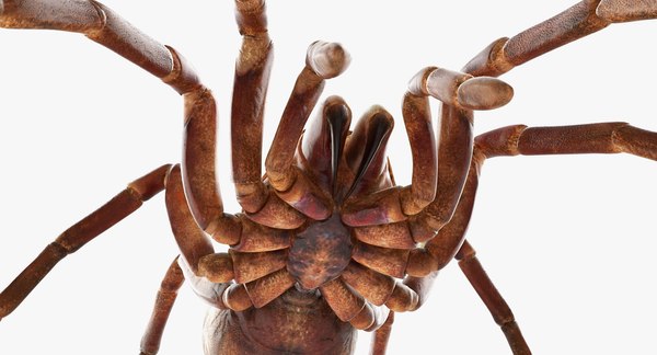 3D goliath birdeater model - TurboSquid 1258128