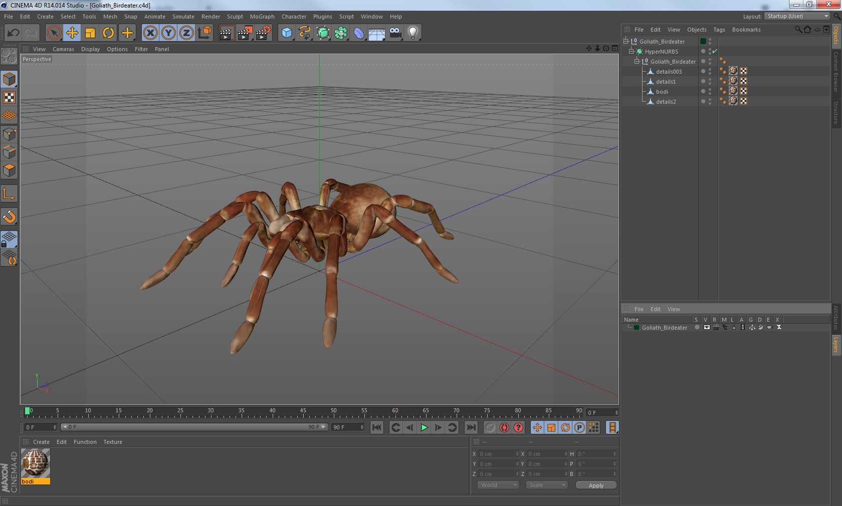 3D goliath birdeater model - TurboSquid 1258128