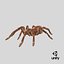 3D Goliath Birdeater Model - TurboSquid 1258128