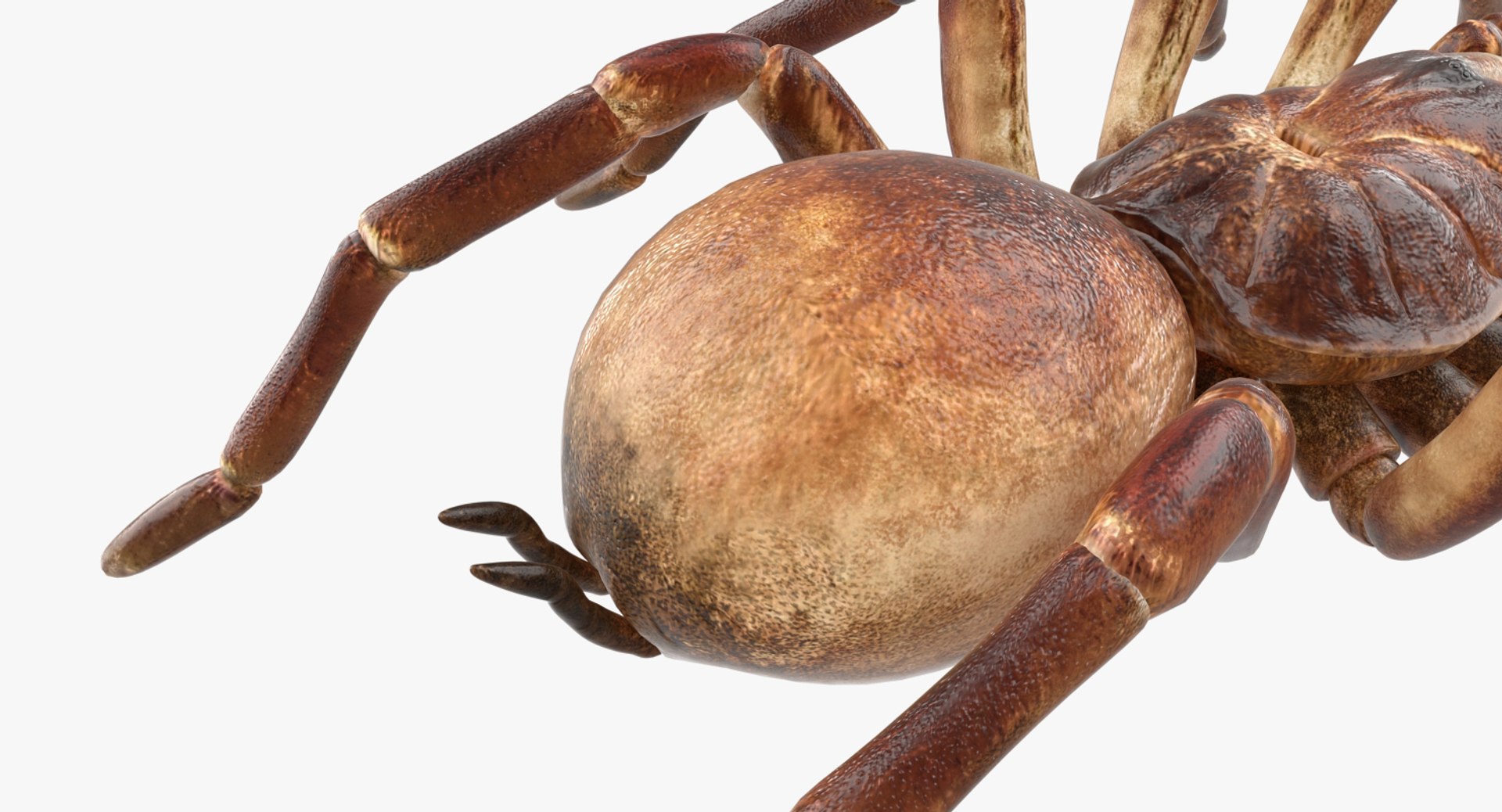 3D goliath birdeater model - TurboSquid 1258128