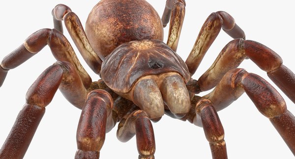 3D goliath birdeater model - TurboSquid 1258128