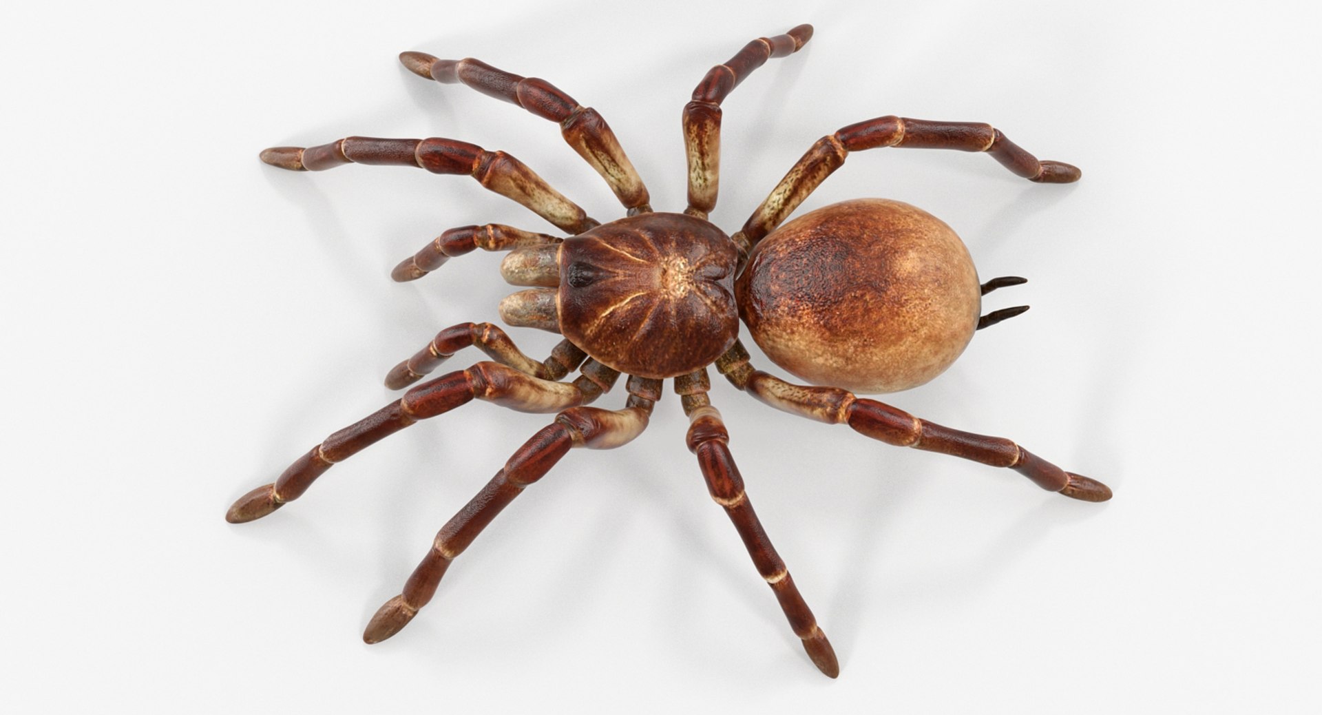 3D goliath birdeater model - TurboSquid 1258128
