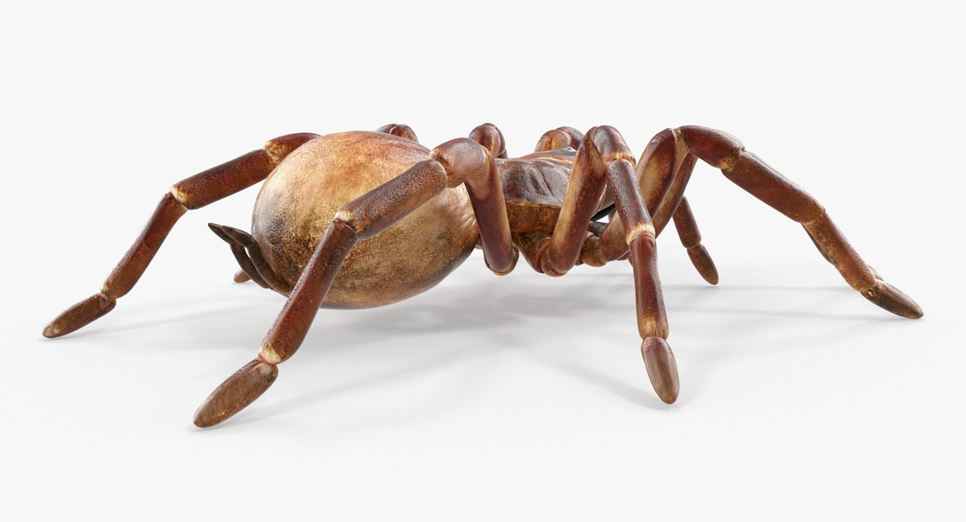 3D goliath birdeater model - TurboSquid 1258128